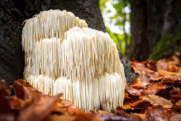 9-science-backed-benefits-of-lions-mane-mushroom-for-brain-gut-immunity ...